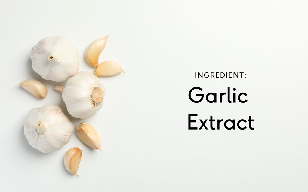 Learn About Garlic Extract in 5 Minutes | Feel - Wellness, Reimagined